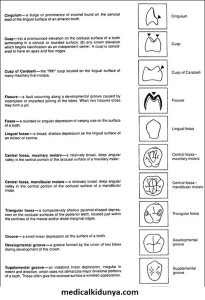 Landmarks of the Teeth Chart Part 1 - medicalkidunya