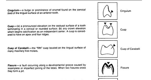 Landmarks of the Teeth Chart Part 1 - medicalkidunya